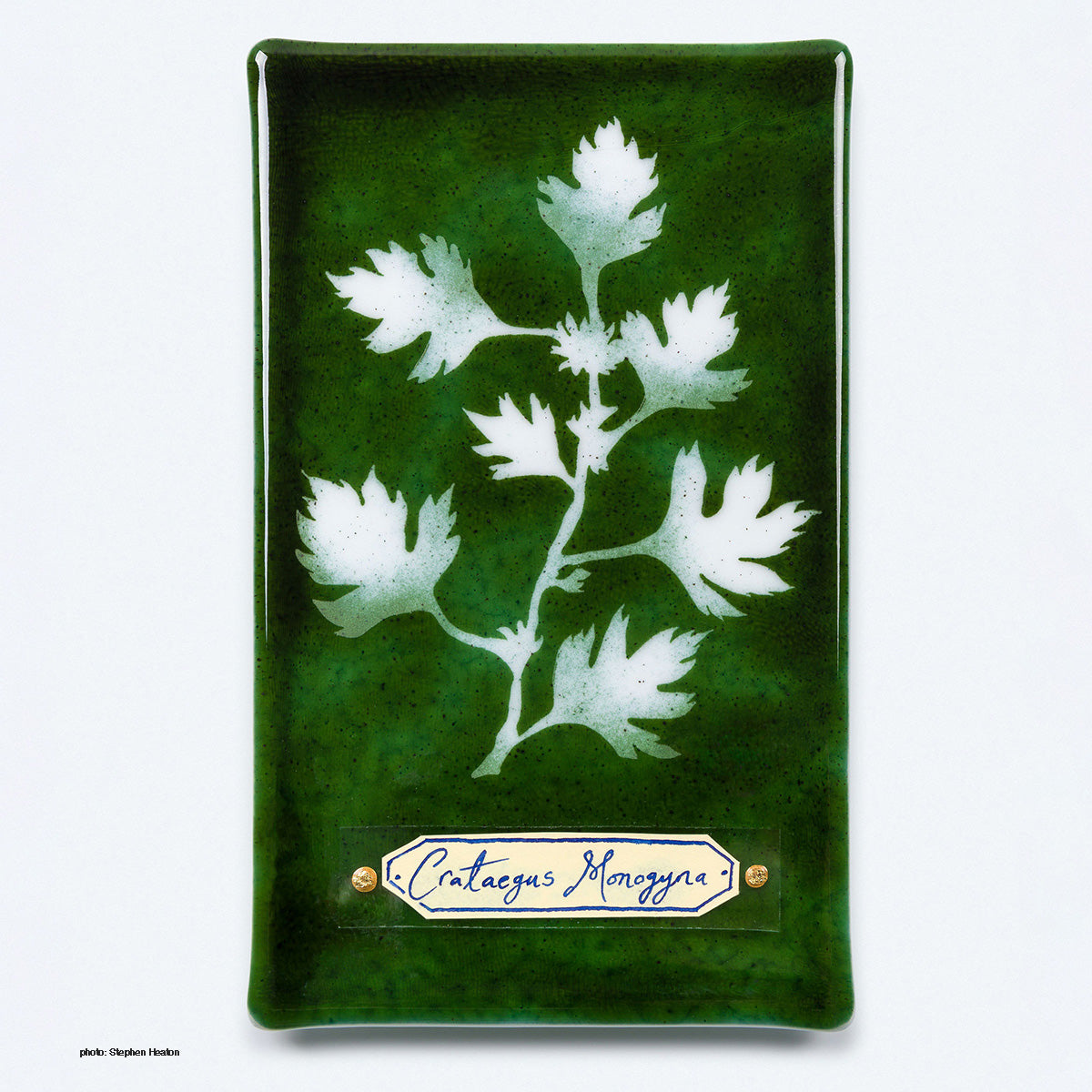 Cyanotype glass wall panel 'Crataegus Monogyna' by Verity Pulford ...